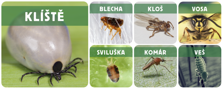 Pes a klíště nebo blechy - existuje přírodní ochrana?